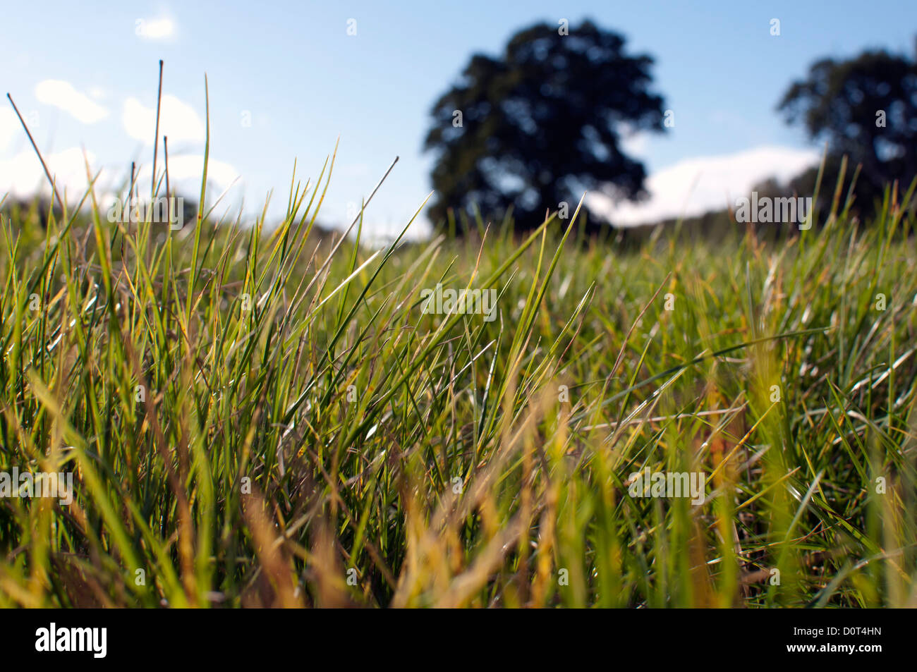 English field low angle hi-res stock photography and images - Alamy