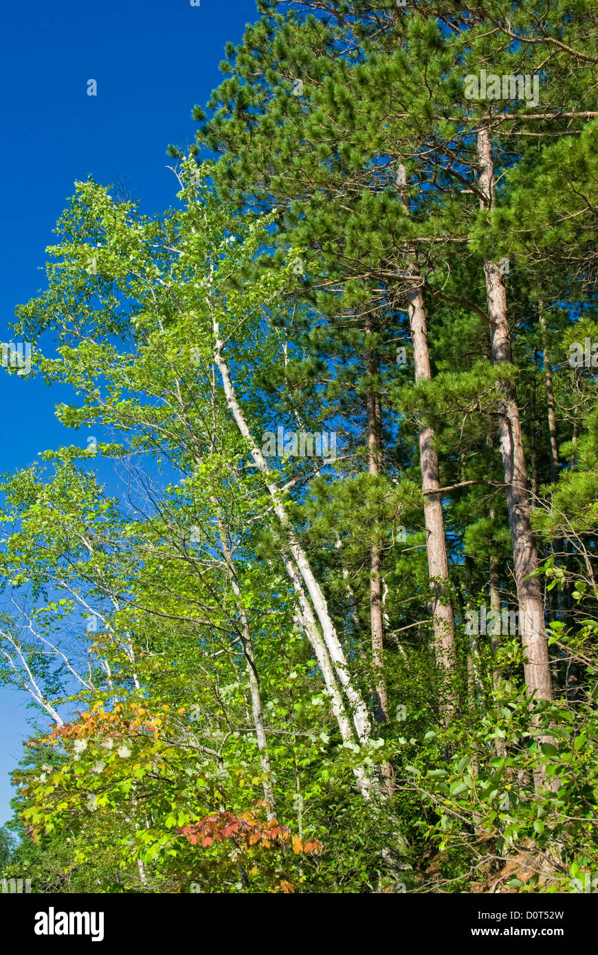 The birch bark cabin hi-res stock photography and images - Alamy