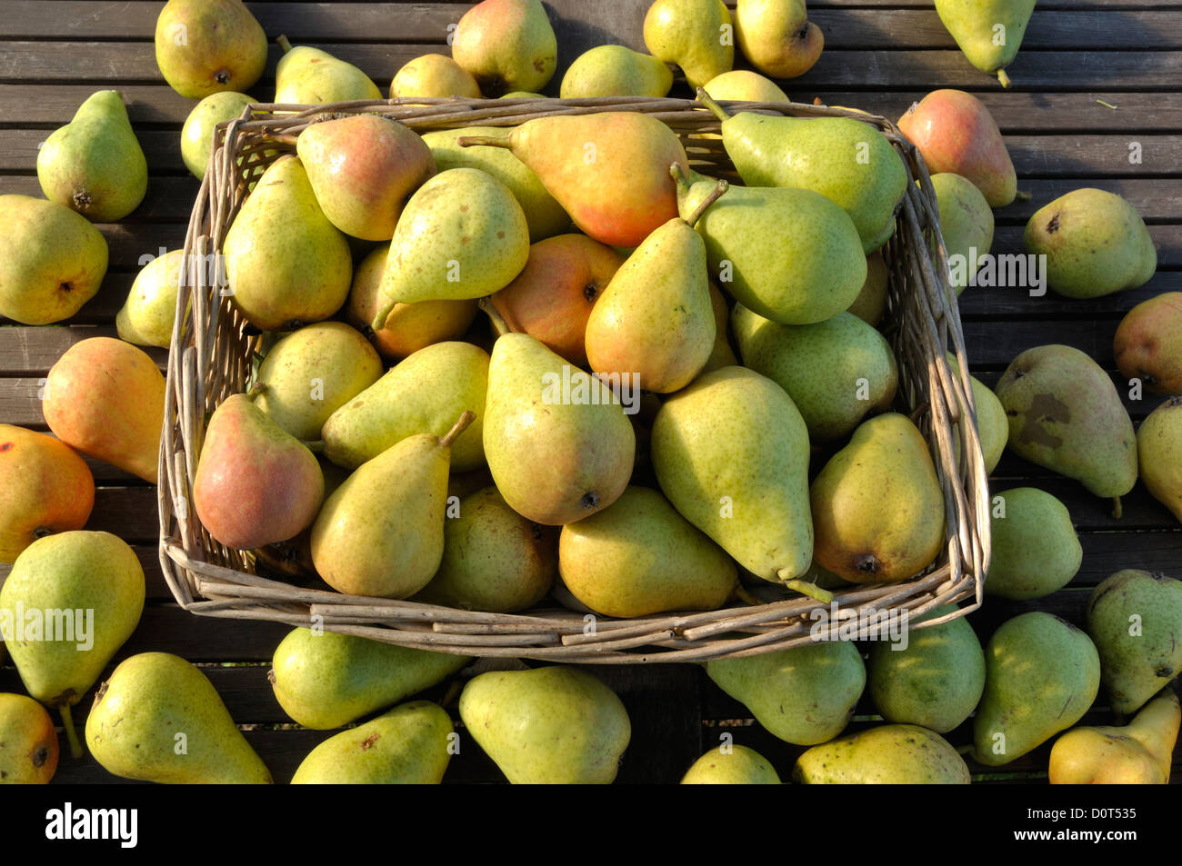 Harvest of pears (Pyrus communis), variety: 'Guyot", in the garden in ...