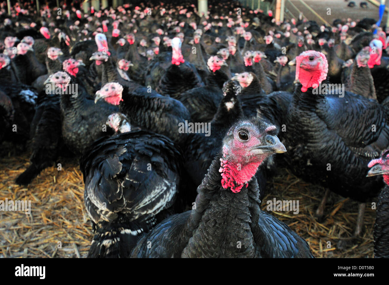 Turkey stag hi-res stock photography and images - Alamy
