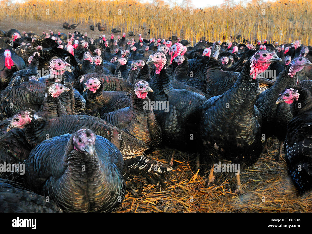 Wild turkey bird england hi-res stock photography and images - Alamy