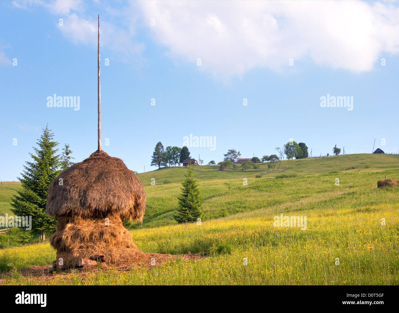 Summer mountain meadow Stock Photo - Alamy
