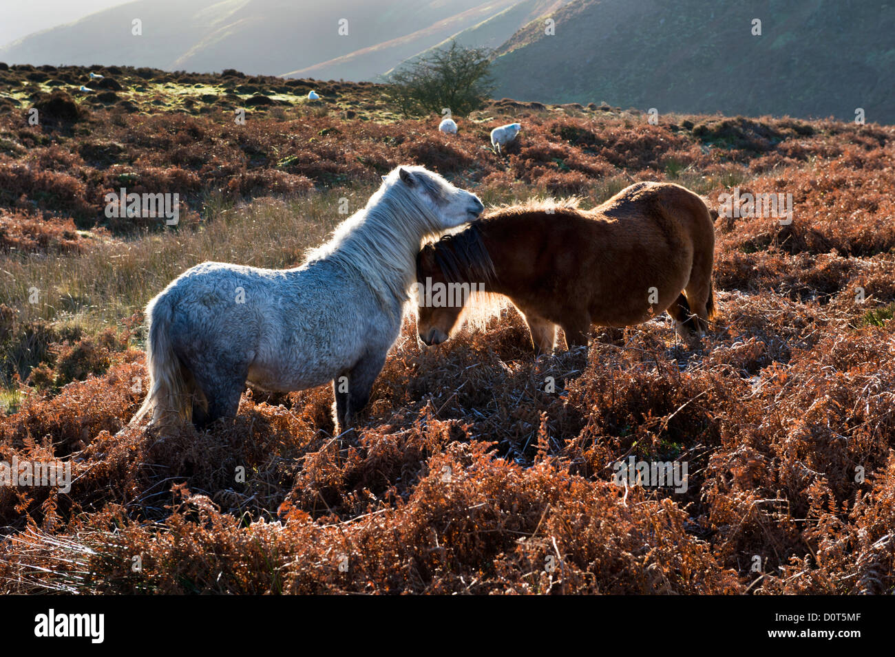 Wild ponies grazing on the Long Mynd, Shropshire, UK, on a cold Autumn ...