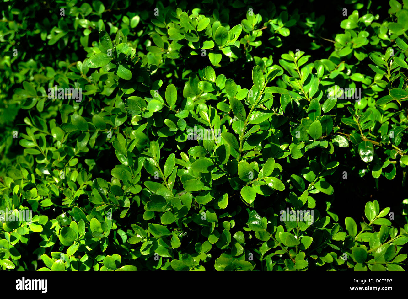 Boxwood (Buxus sempervirens Stock Photo - Alamy