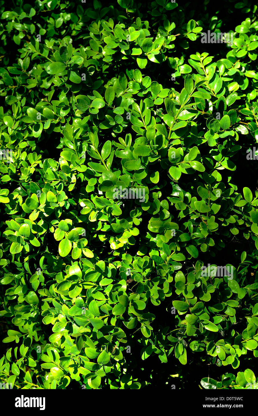 Boxwood buxus sempervirens hi-res stock photography and images - Alamy