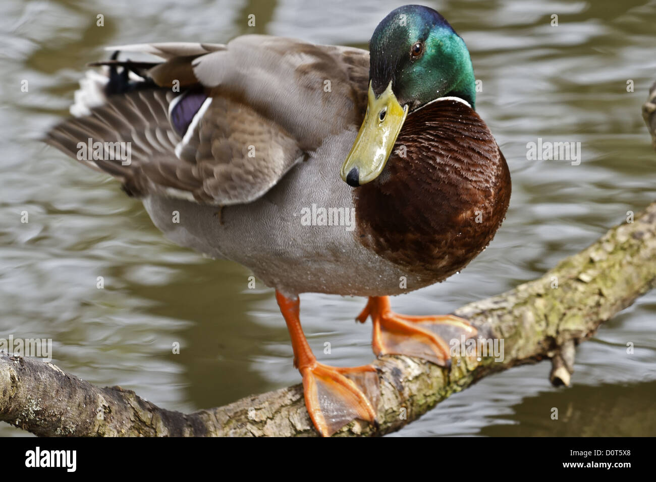 Wild mallard uk hi-res stock photography and images - Alamy