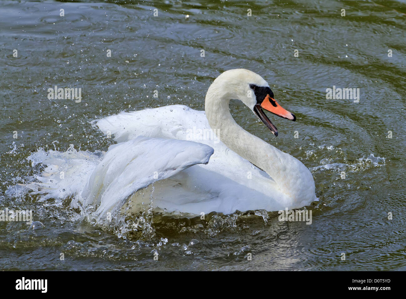 Angry swan hi-res stock photography and images - Alamy