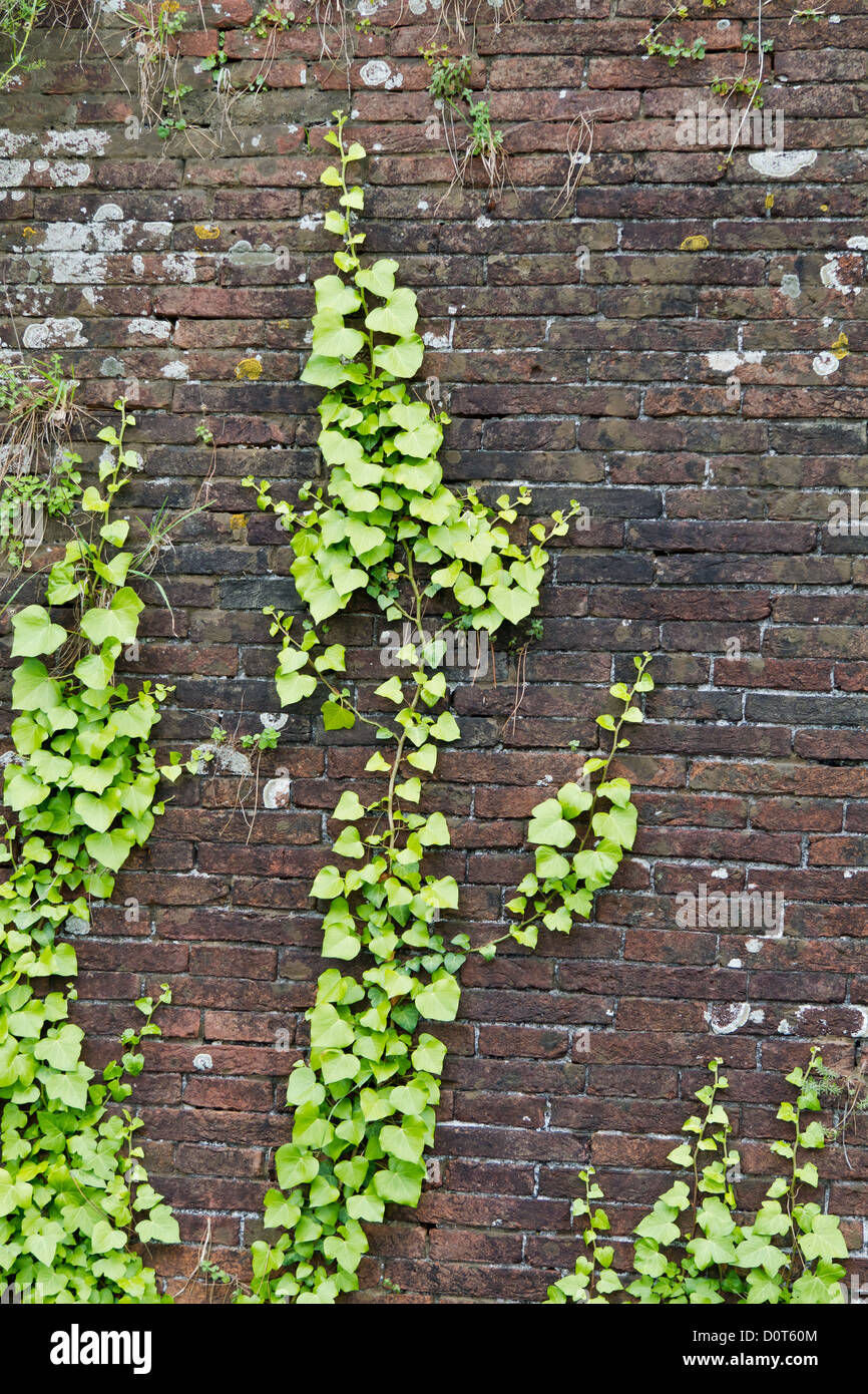 Overgrown Wall in Lucca in Tuscany, Italy Stock Photo - Alamy