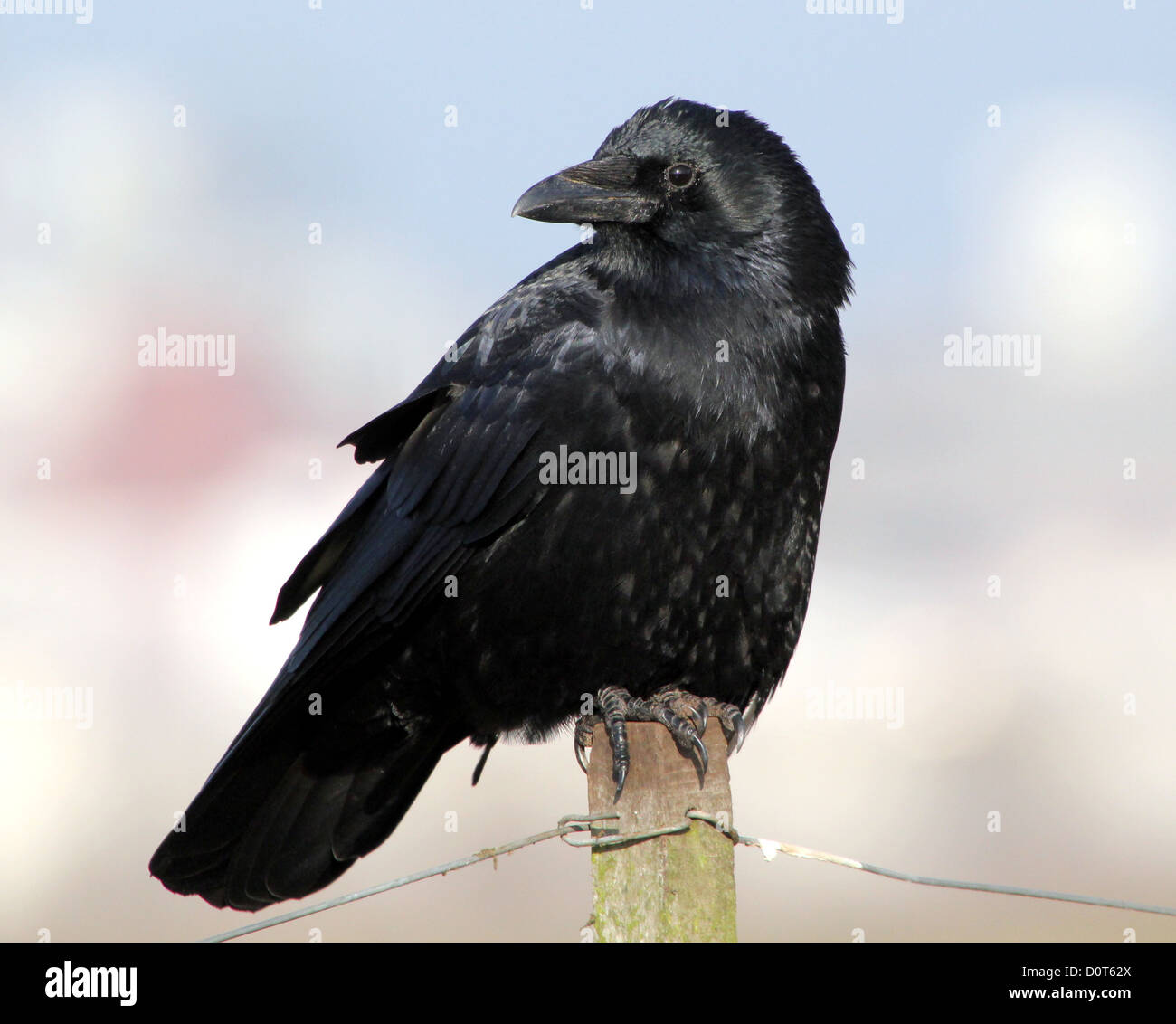 European Common Crow posing on a pole Stock Photo - Alamy