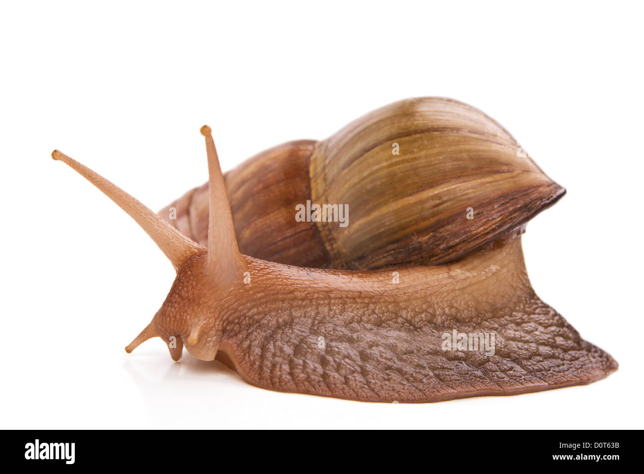 Snail slowly creeps Stock Photo - Alamy
