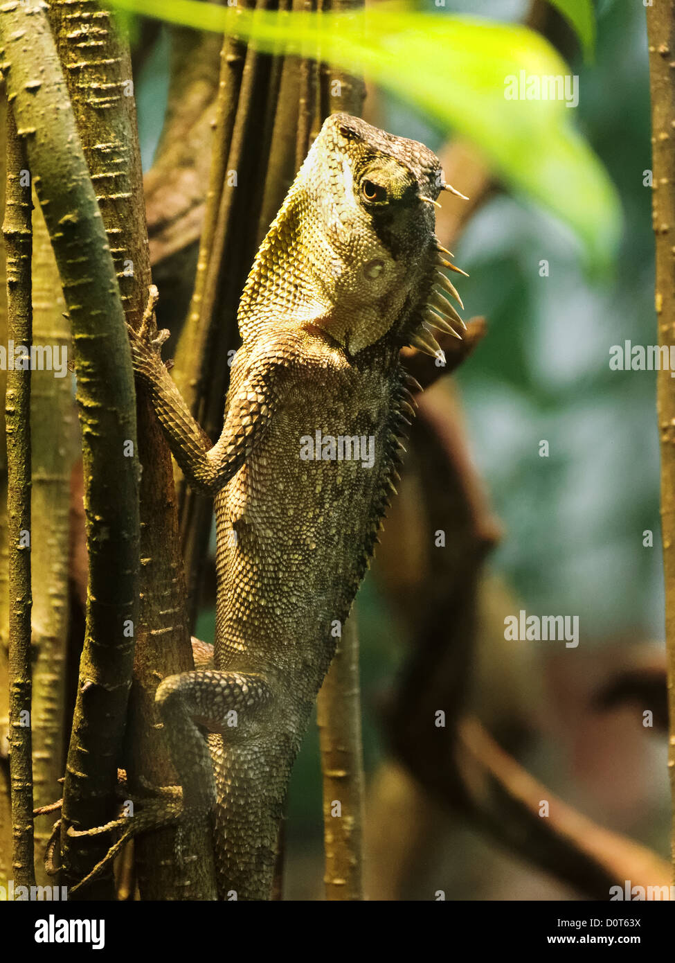 Acanthosaura High Resolution Stock Photography and Images - Alamy