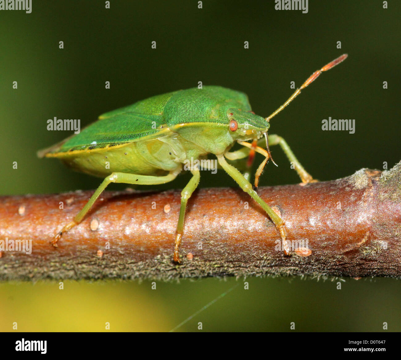 Punaise High Resolution Stock Photography and Images - Alamy