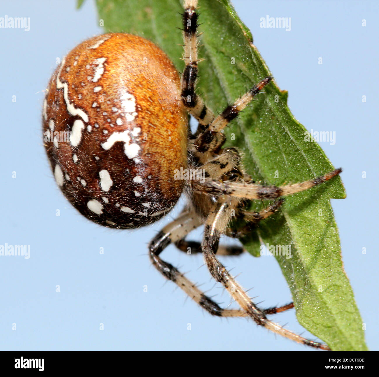 Araneus Quadratus