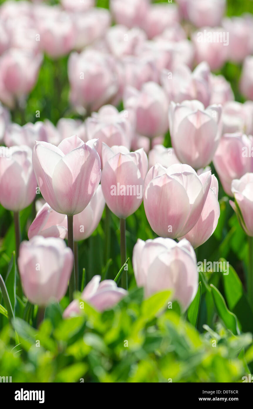 Garden with tulip flowers in summer Stock Photo - Alamy
