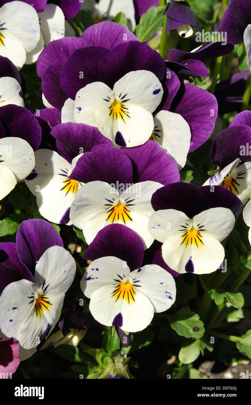 Viola viola cornuta hi-res stock photography and images - Alamy