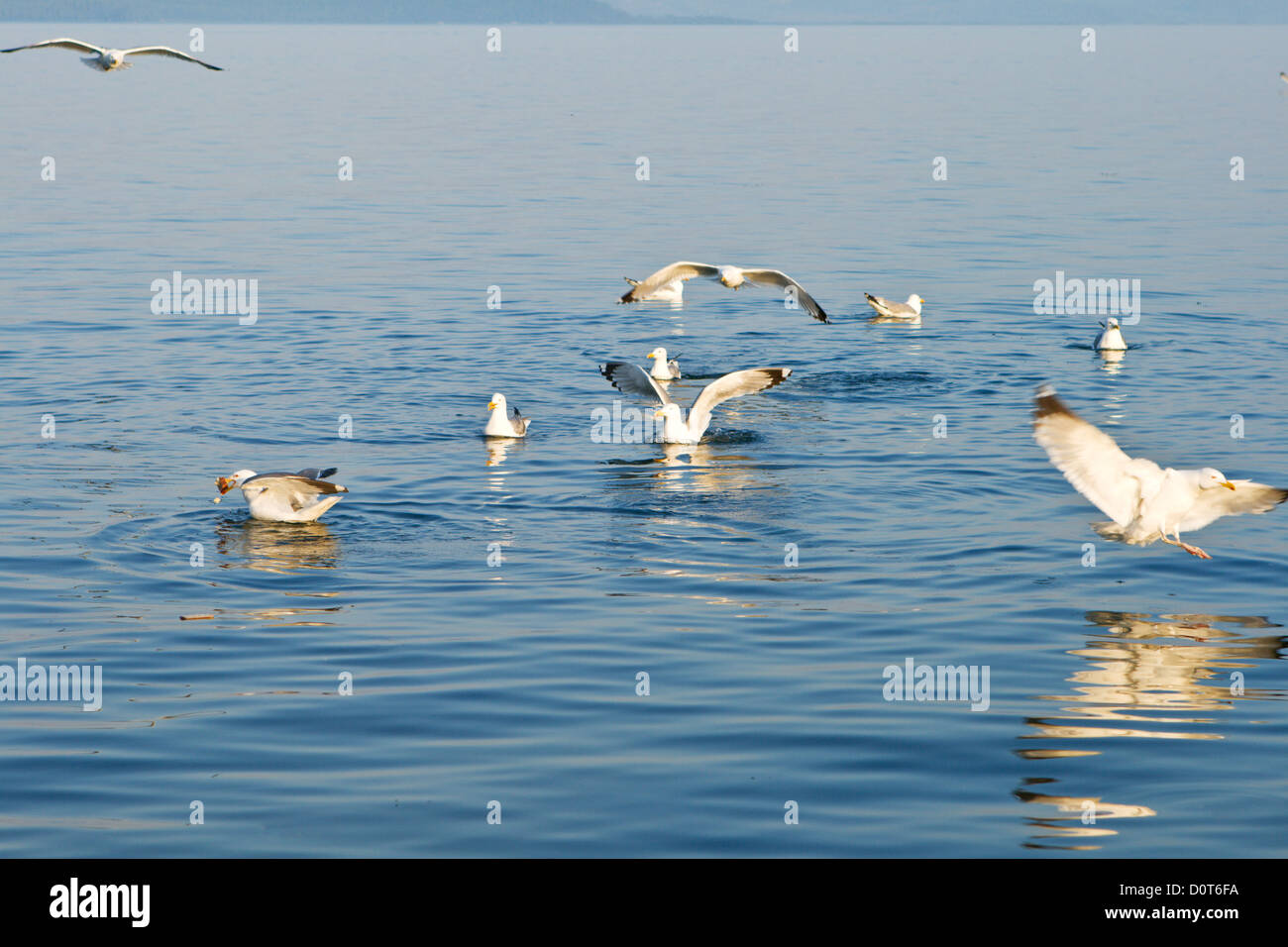 Gulls swim hi-res stock photography and images - Alamy