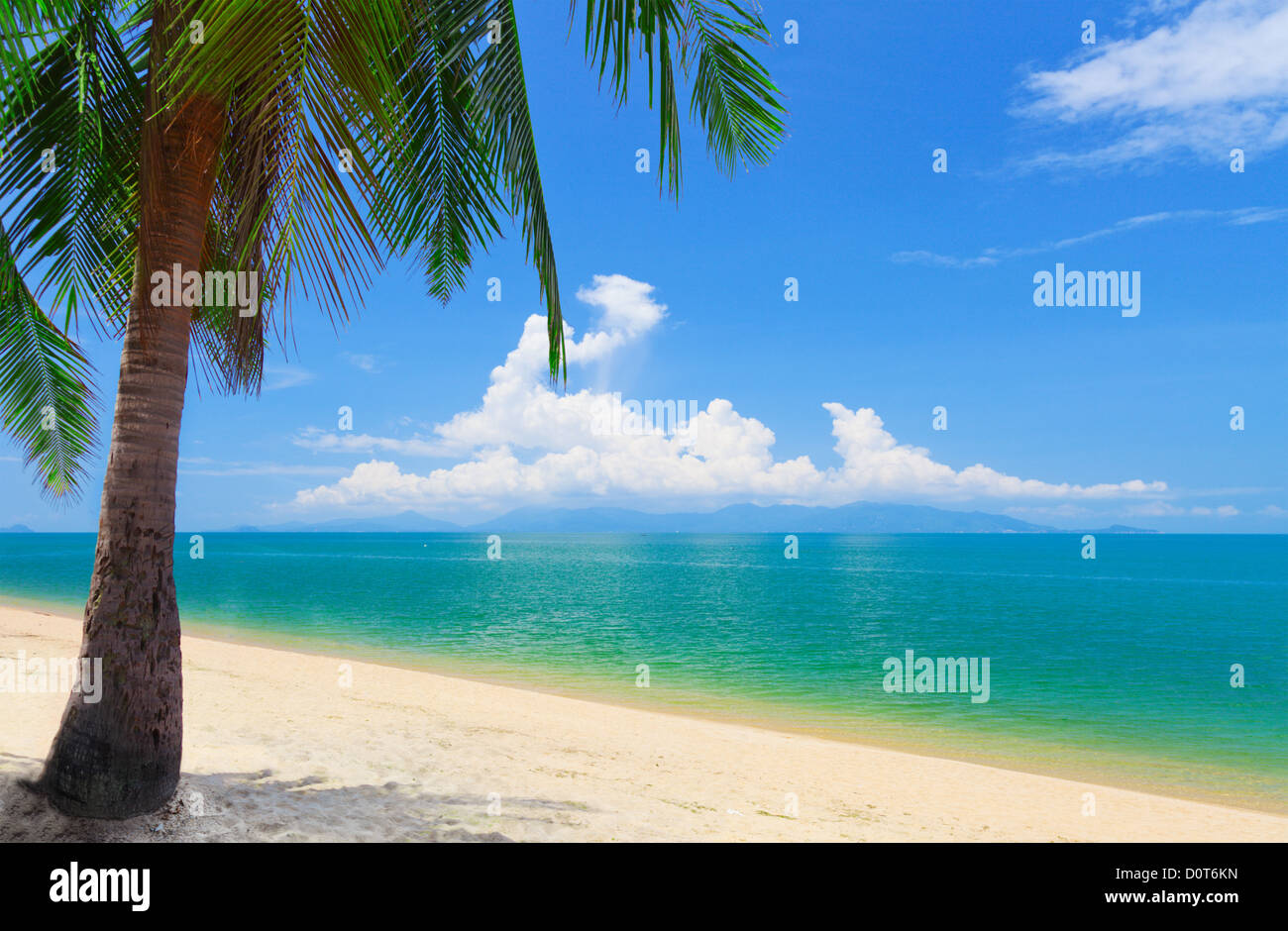 Sunny beach sea palm hi-res stock photography and images - Alamy