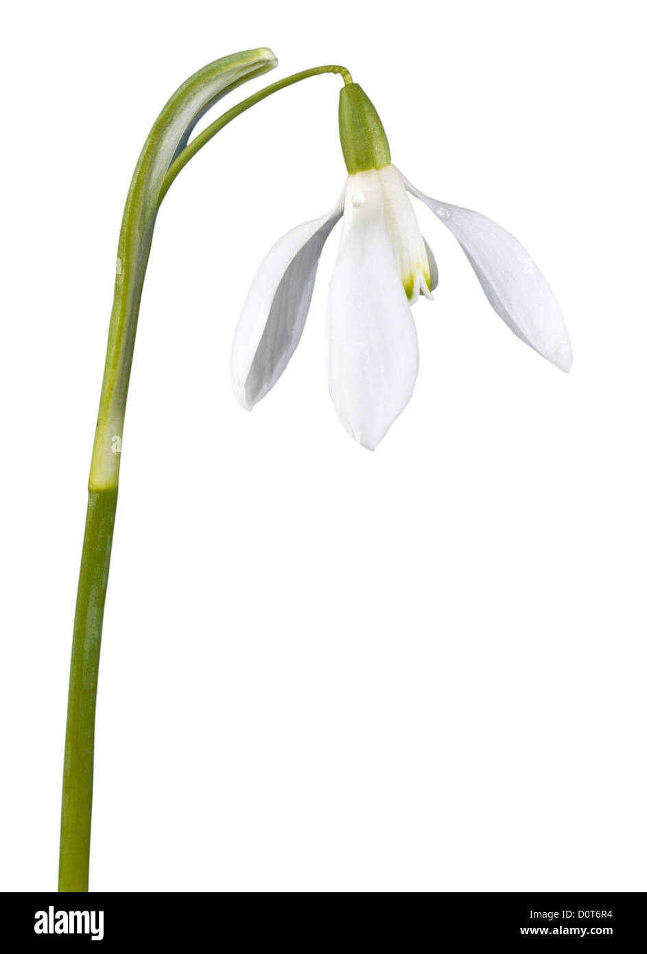 snowdrop flower isolated Stock Photo - Alamy