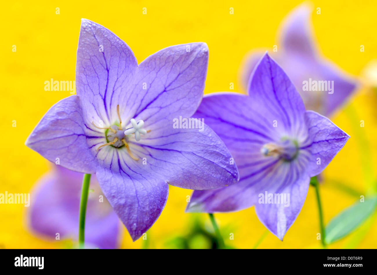 Balloon flower hi-res stock photography and images - Alamy