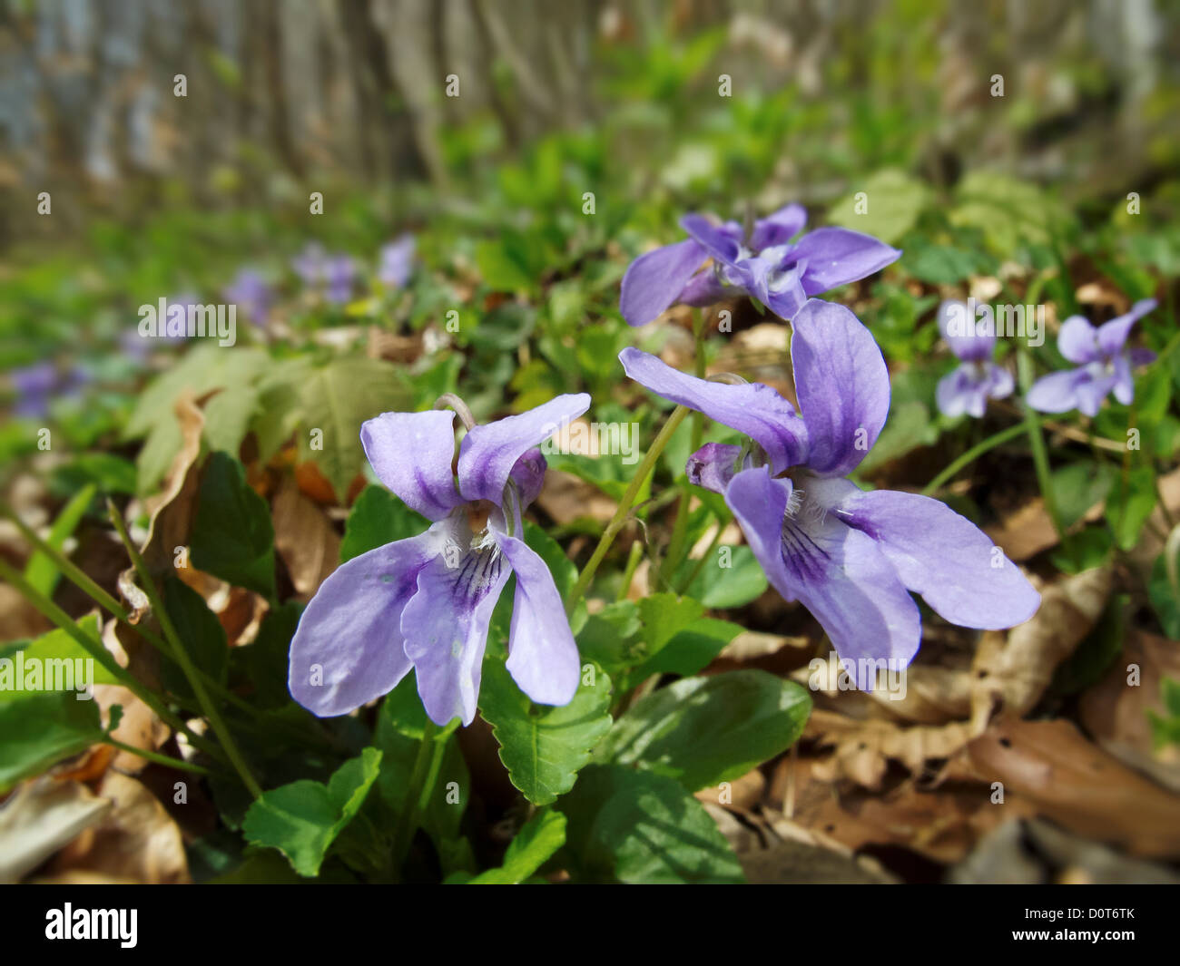Blue, flower, blossom, flourish, beech forest, canton Solothurn, nature ...