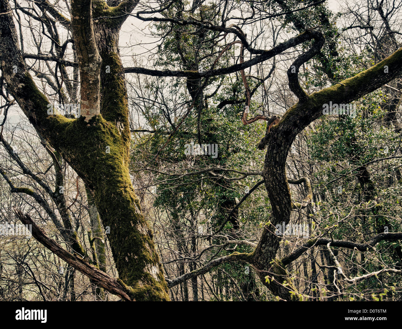 Sycamore forest hi-res stock photography and images - Alamy