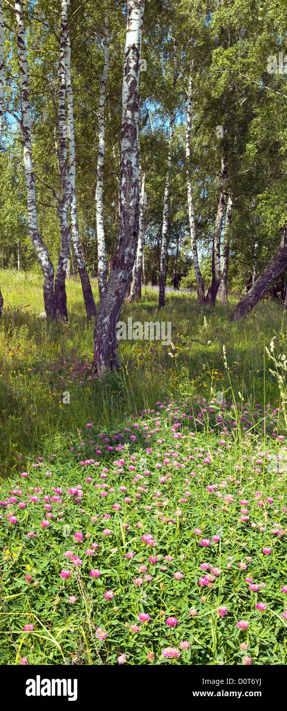 Birches in forest Stock Photo - Alamy