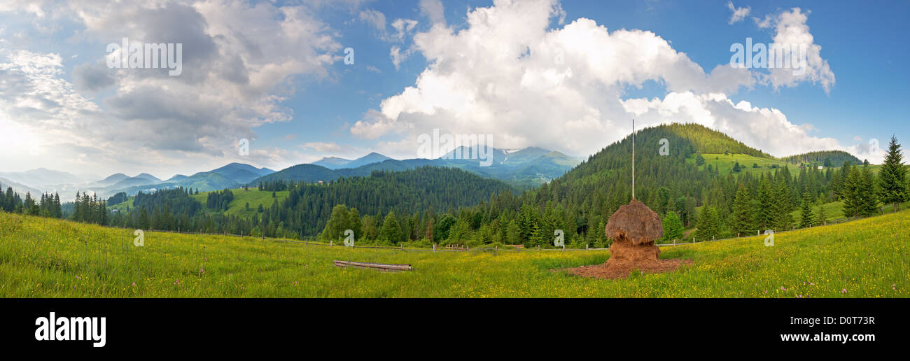 Summer mountain meadow Stock Photo - Alamy