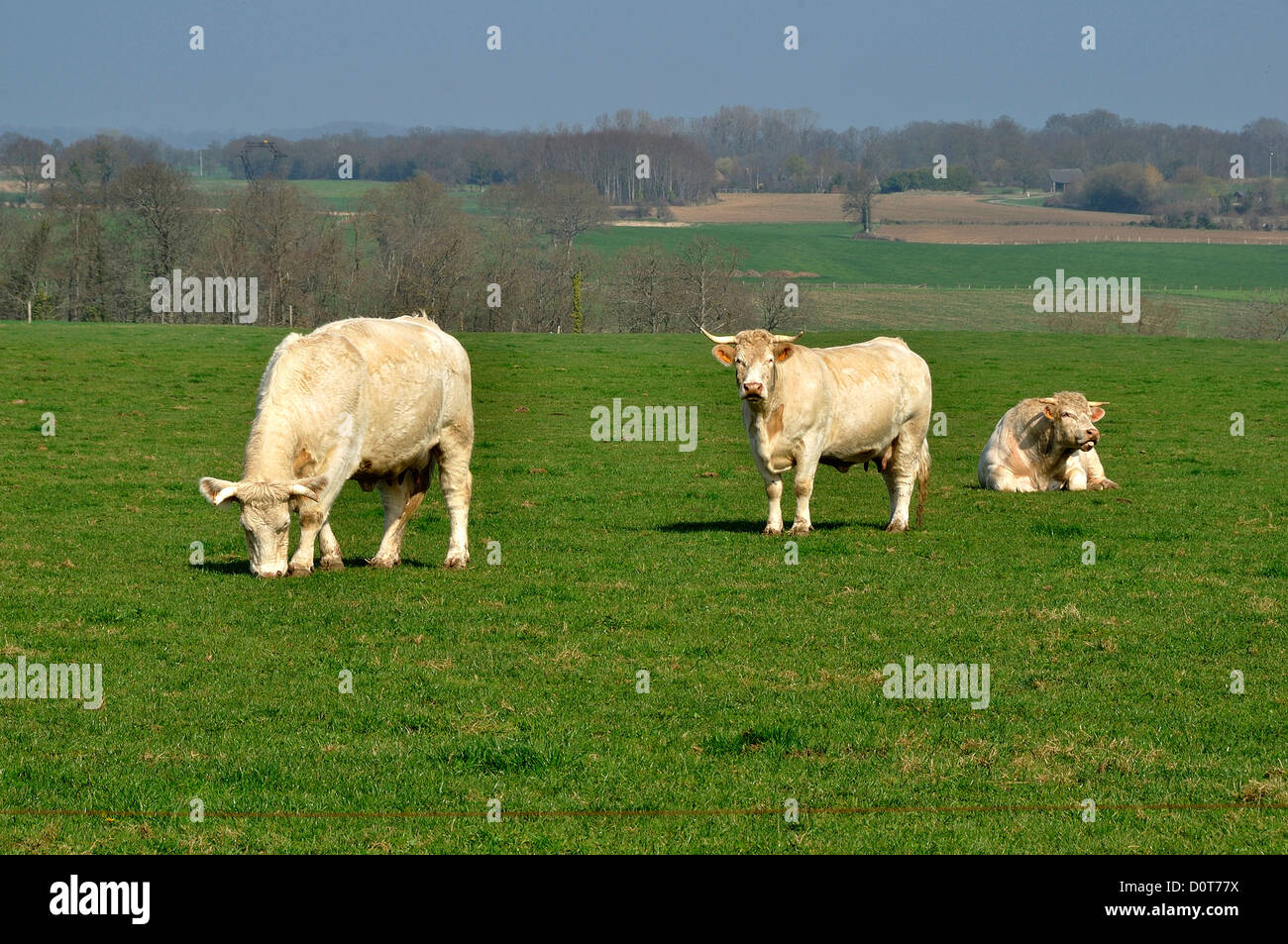 Young charolaise cows in a meadow, in march, north Mayenne, Loire ...