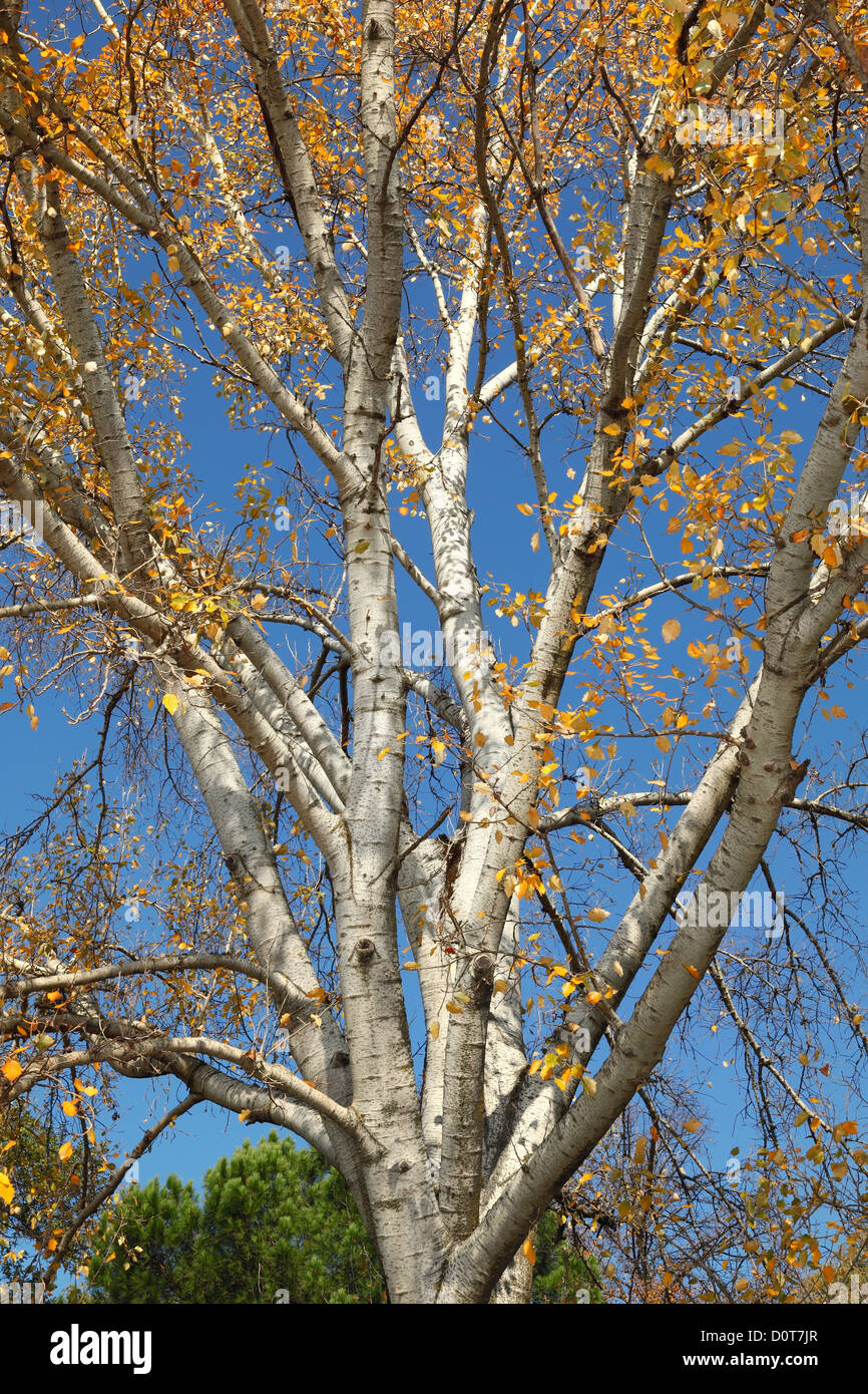 Tangle of leaves hi-res stock photography and images - Alamy