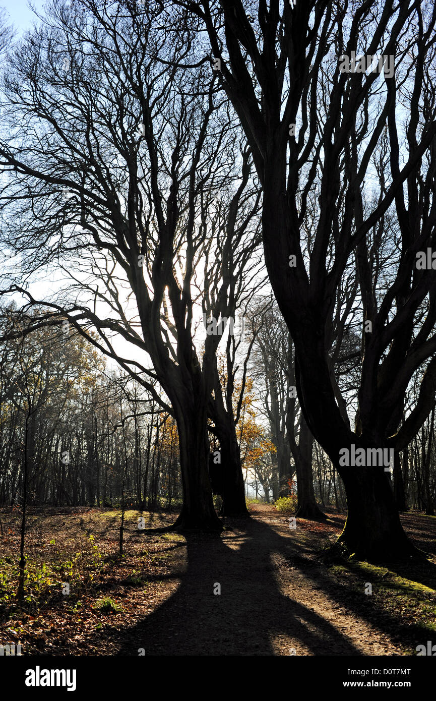 Tree Branches Casting Shadow High Resolution Stock Photography and ...