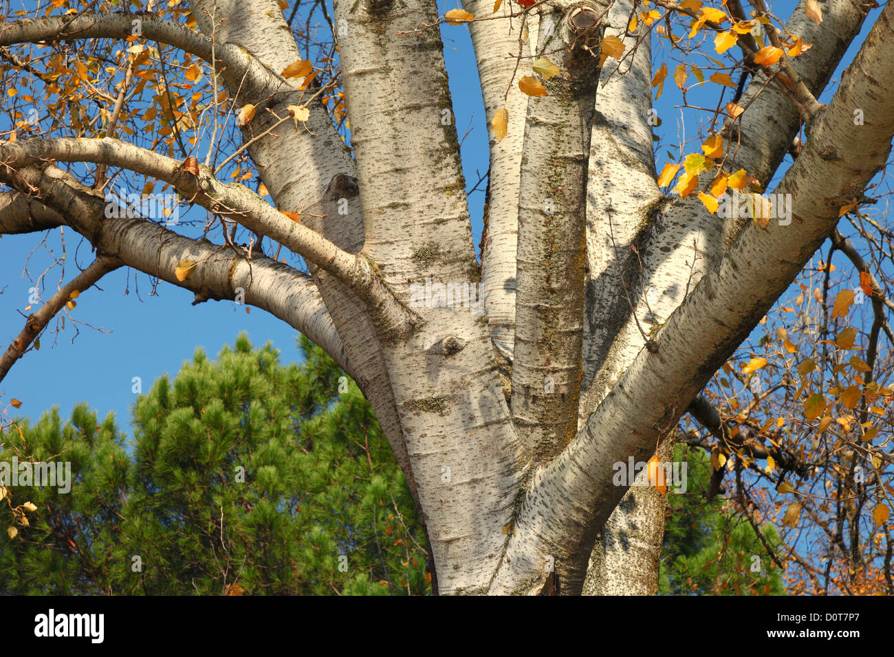 Vision trees and trees hi-res stock photography and images - Alamy