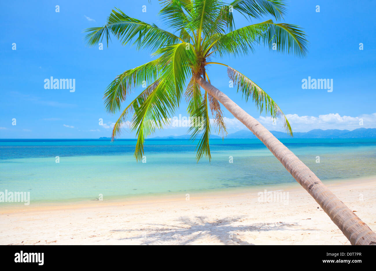 Beach with tree hi-res stock photography and images - Alamy