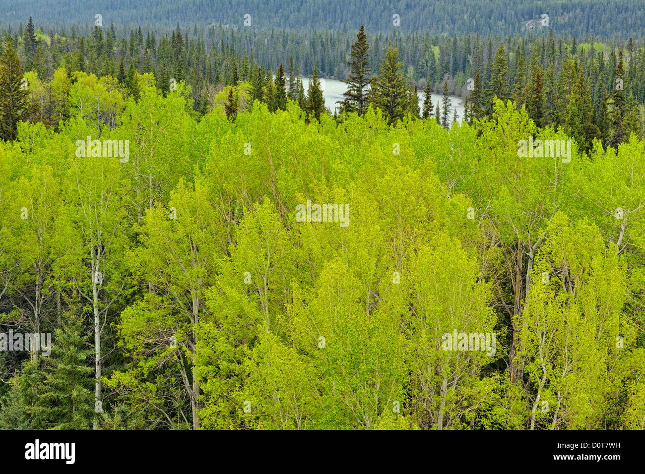 Pine and aspen forest in the Athabasca River Valley, Jasper National ...