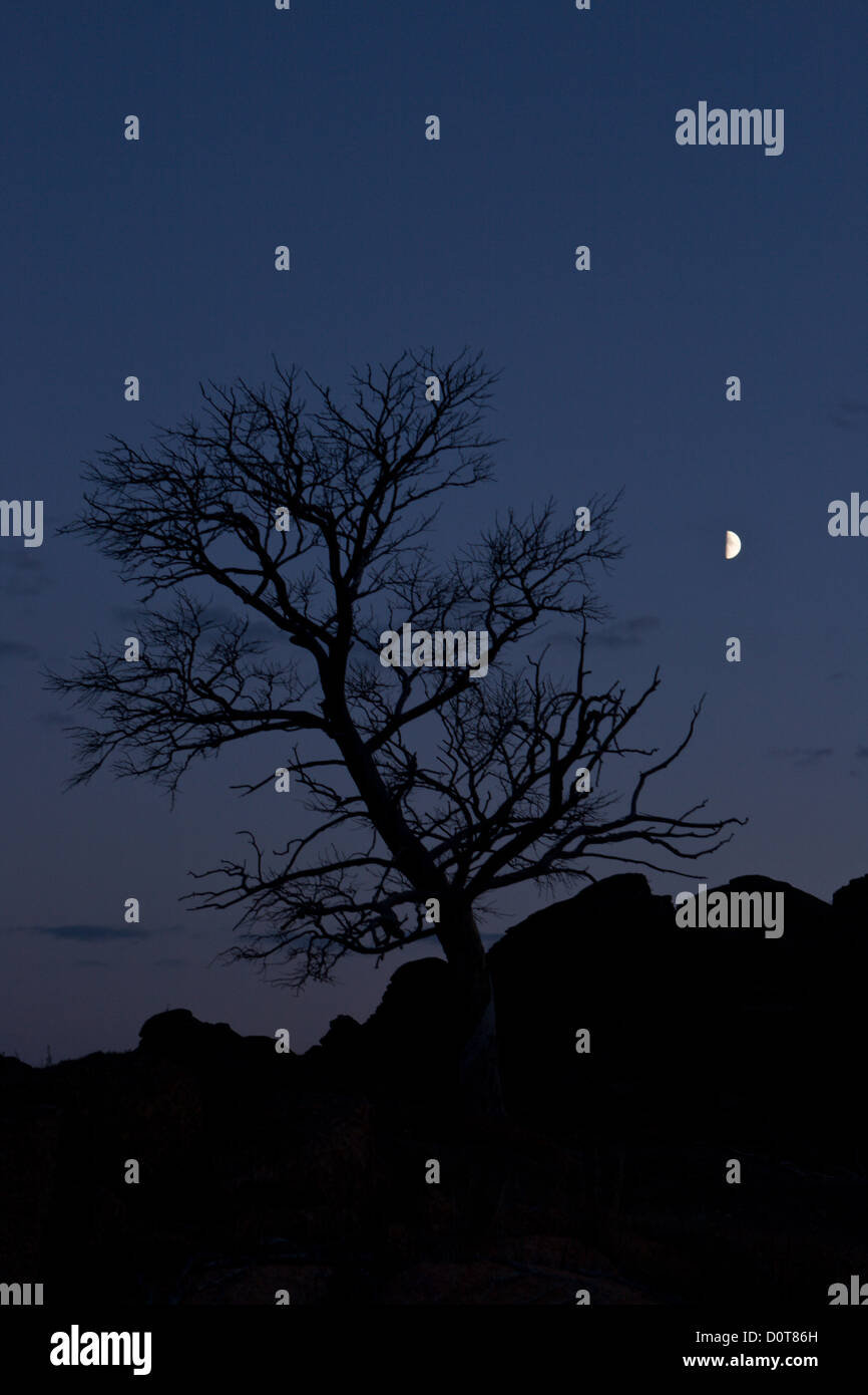 Tree on background night sky Stock Photo - Alamy