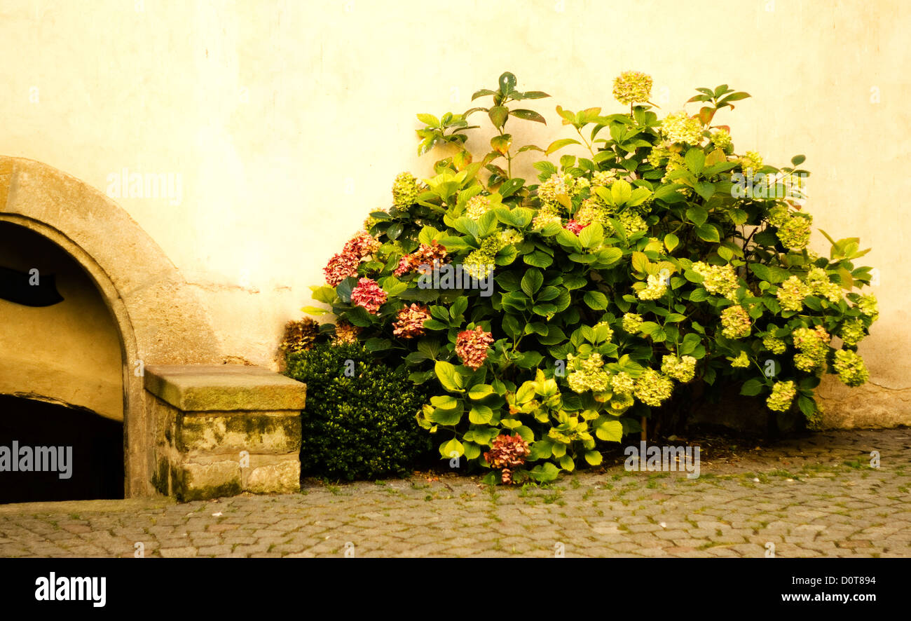 Close up of an old wall and a blooming bush Stock Photo - Alamy