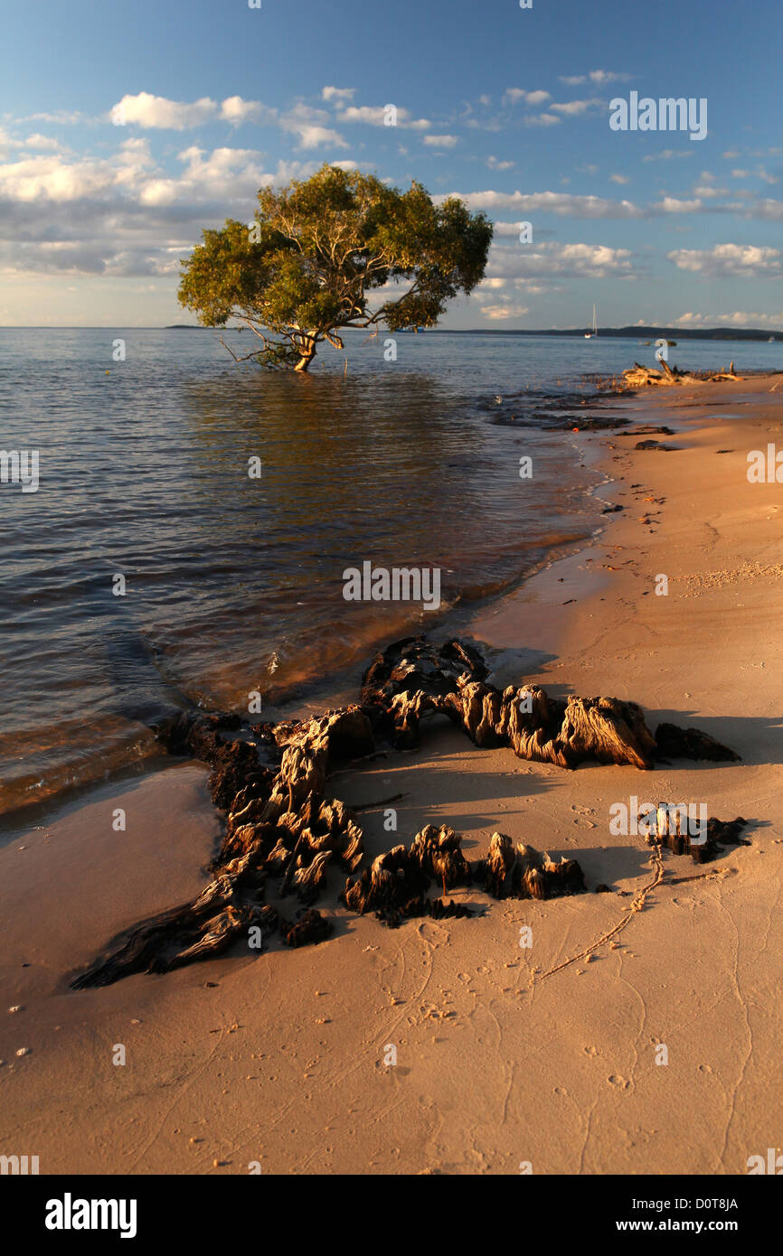 Mangrove Trunk High Resolution Stock Photography and Images - Alamy