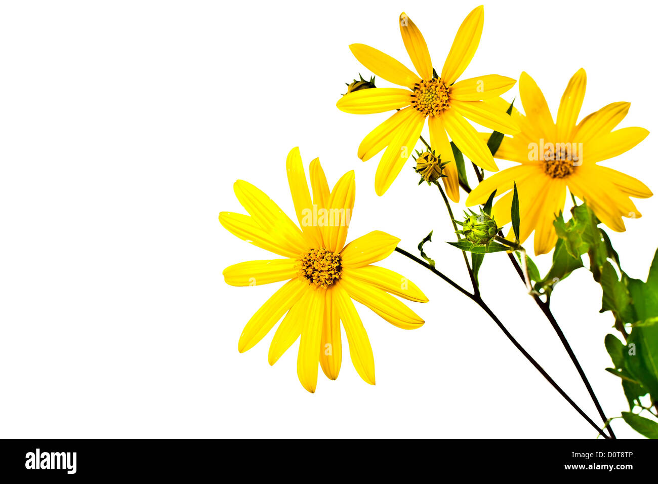 Spring bouquet yellow flowers Cut Out Stock Images & Pictures - Alamy