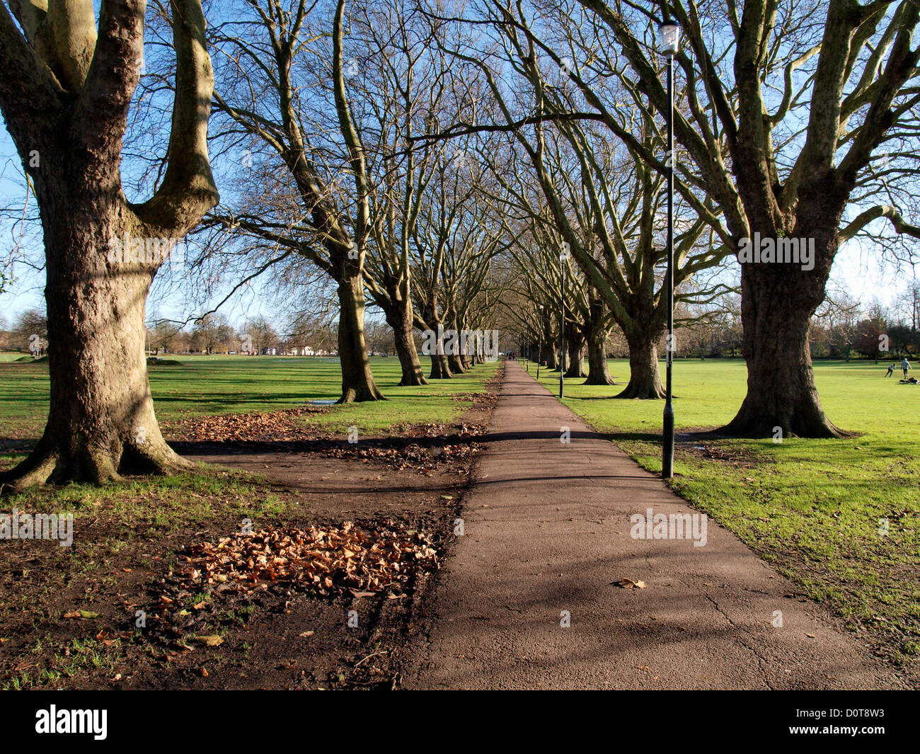 Lined avenue hi-res stock photography and images - Alamy