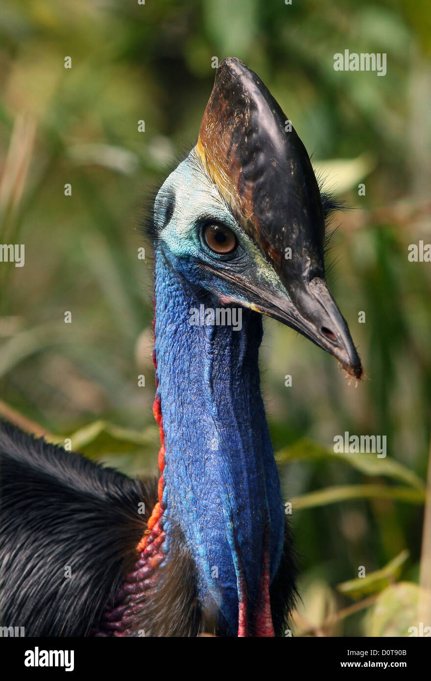 Cassowary bird hi-res stock photography and images - Alamy