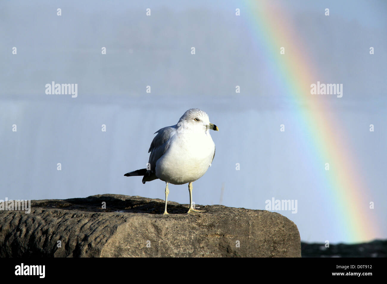Bird colors hi-res stock photography and images - Alamy