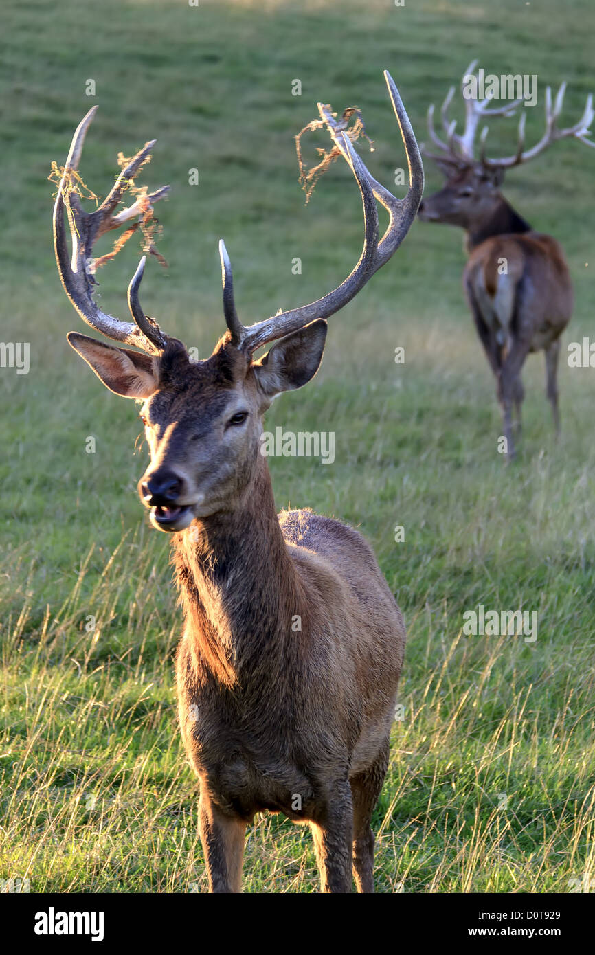 Elephus hi-res stock photography and images - Alamy