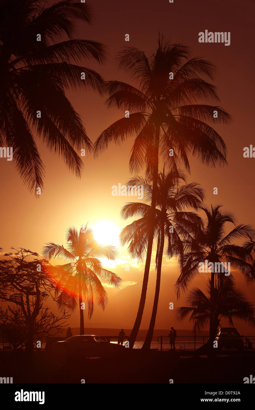 Port Douglas, Queensland, Australia, palms, sun, Sundown, sunset ...