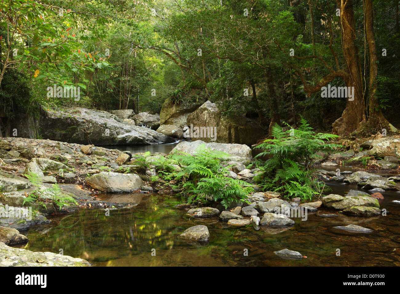 Stoney Creek, river, brook, water, waterfall, stones, primeval forest ...