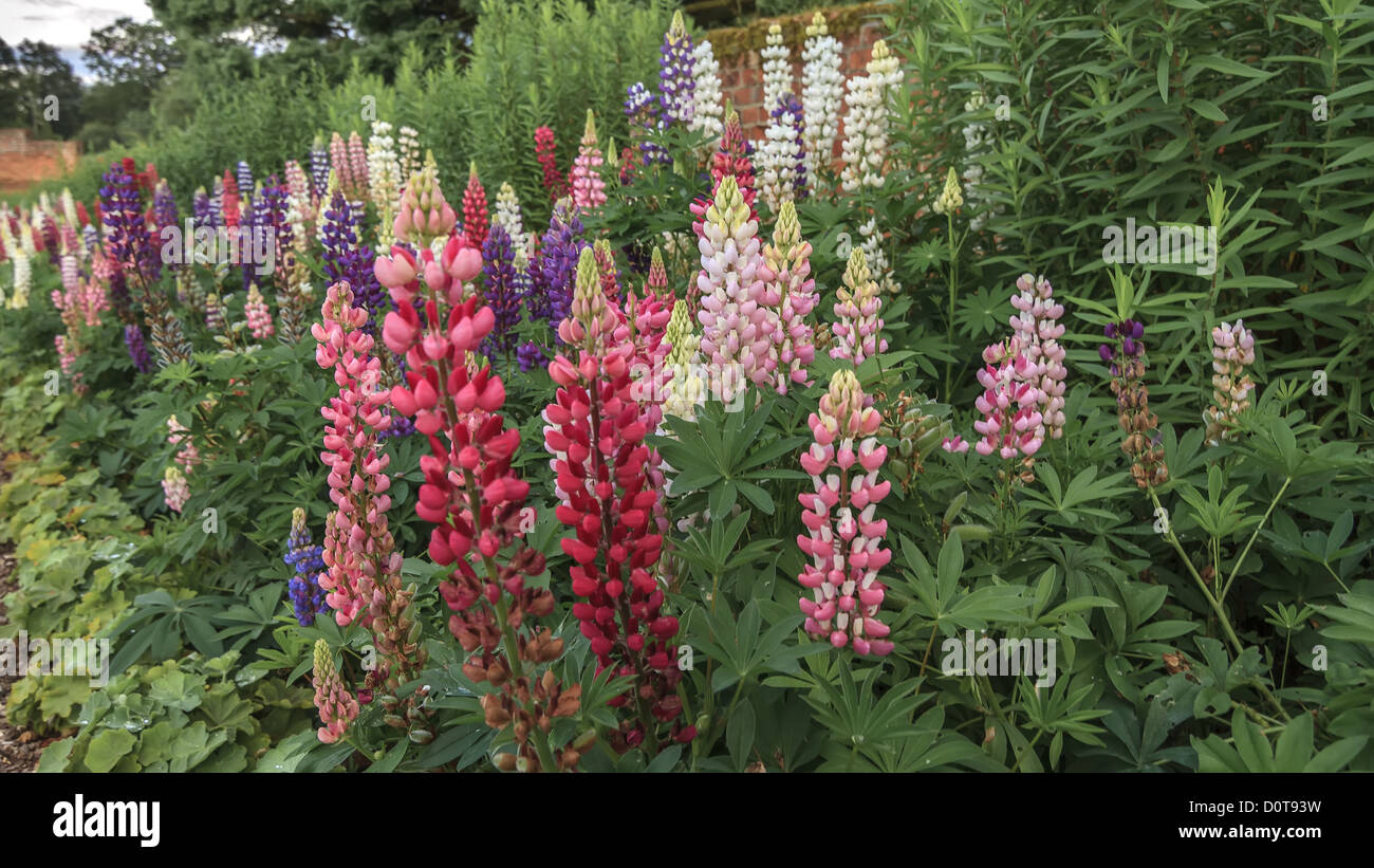 Lupin Border Berkshire UK Stock Photo - Alamy