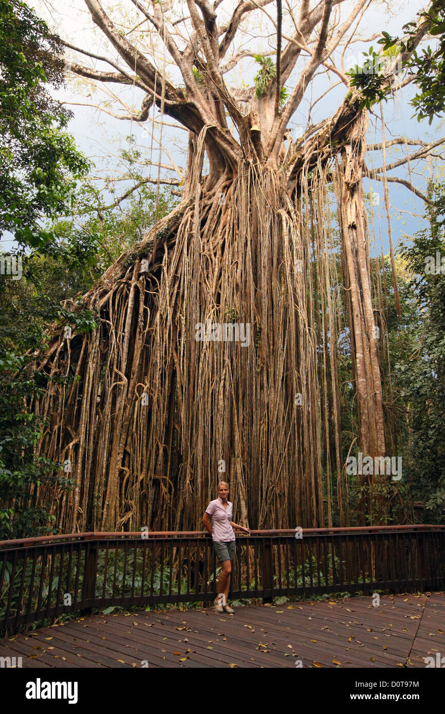 Curtin Fig Tree, Würgefeige, roots, curtain, attraction, tourism ...