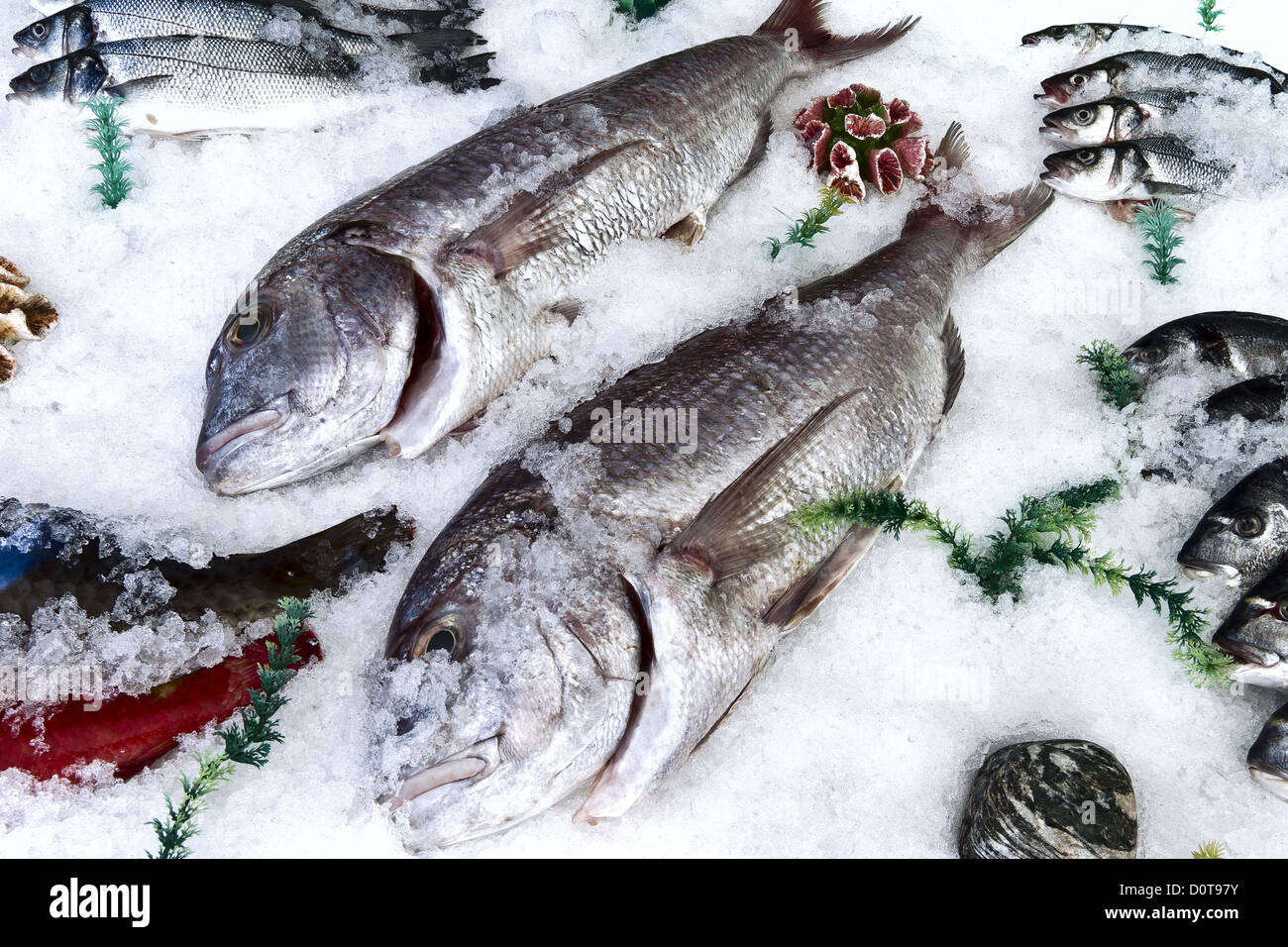 Spain Lanzarote Playa Blanca Fish On Ice Stock Photo - Alamy