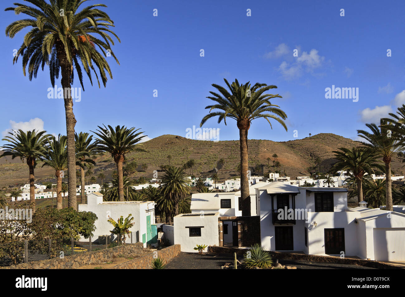 Haria lanzarote palms hi-res stock photography and images - Alamy