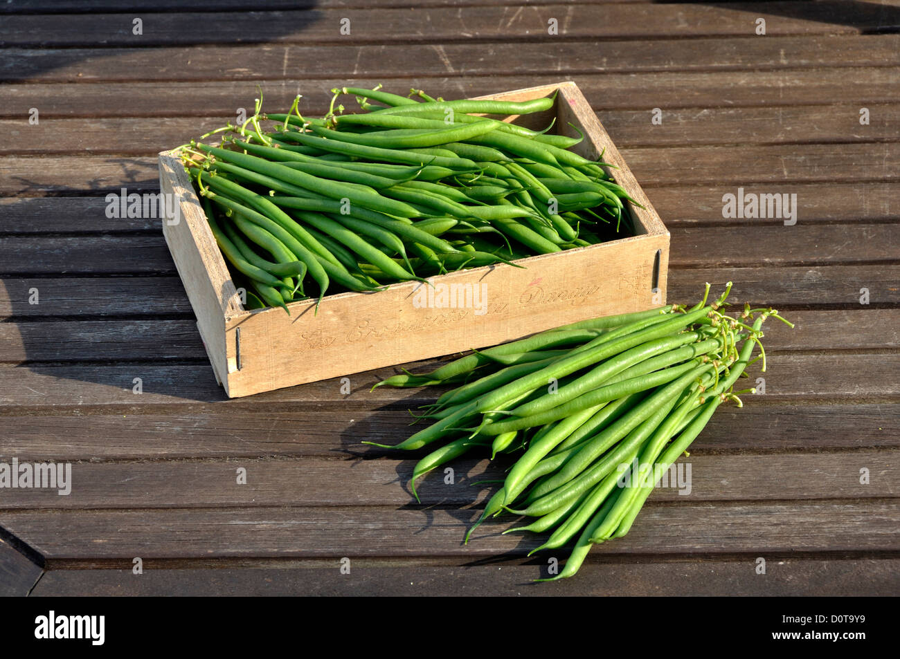 Freshly picked green beans from vegetable garden, dwarf beans ...