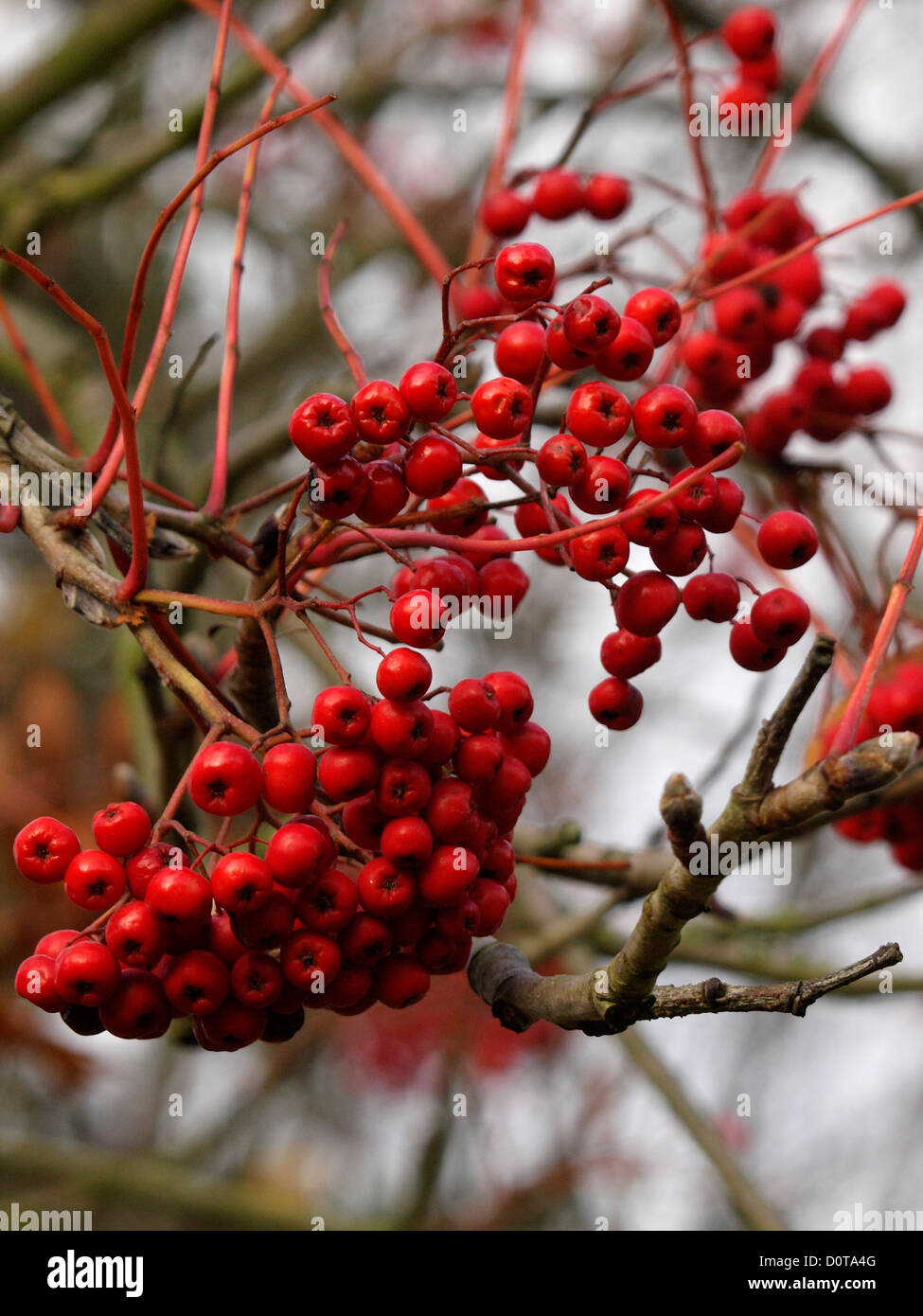 Autumn red berries, UK Stock Photo - Alamy