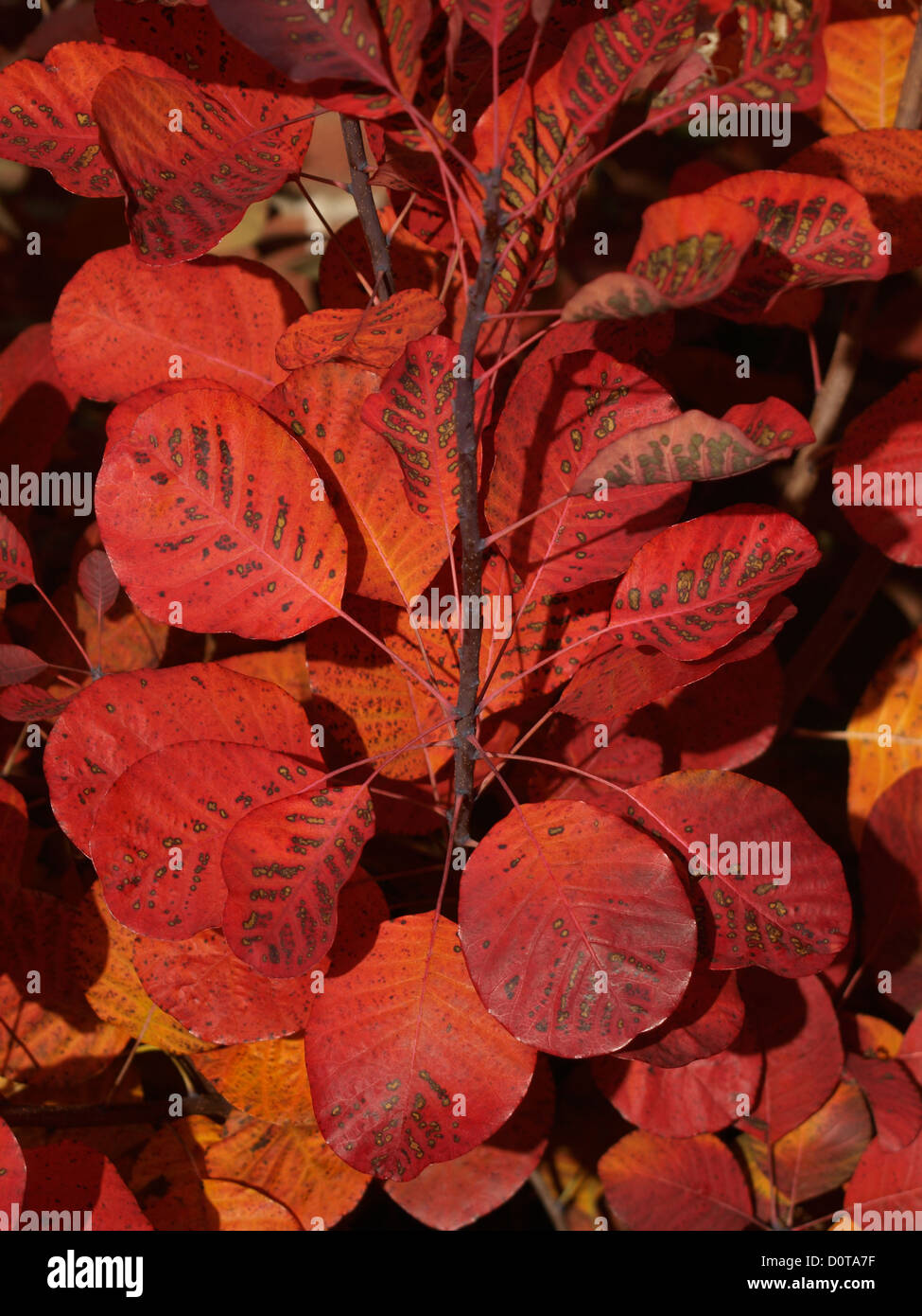 Fiery autumn shrub hi-res stock photography and images - Alamy